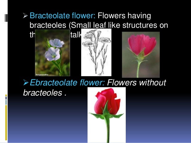 Study of angiosperm flower