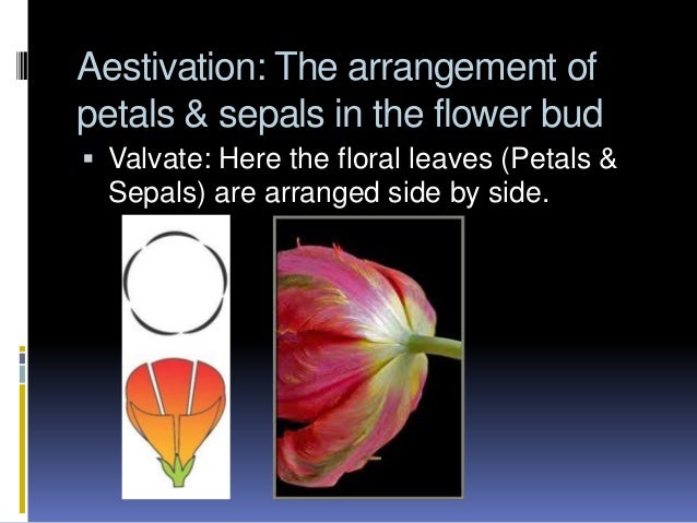 Study of angiosperm flower