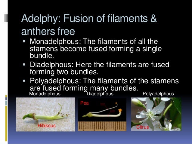 Study of angiosperm flower