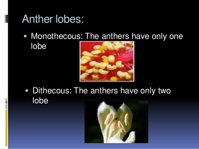 Study of angiosperm flower