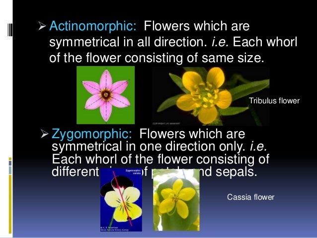 Study of angiosperm flower