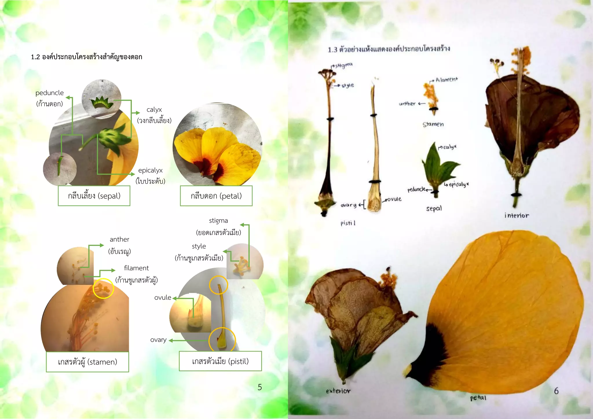 Study of angiosperm group 1 room 931 | PDF