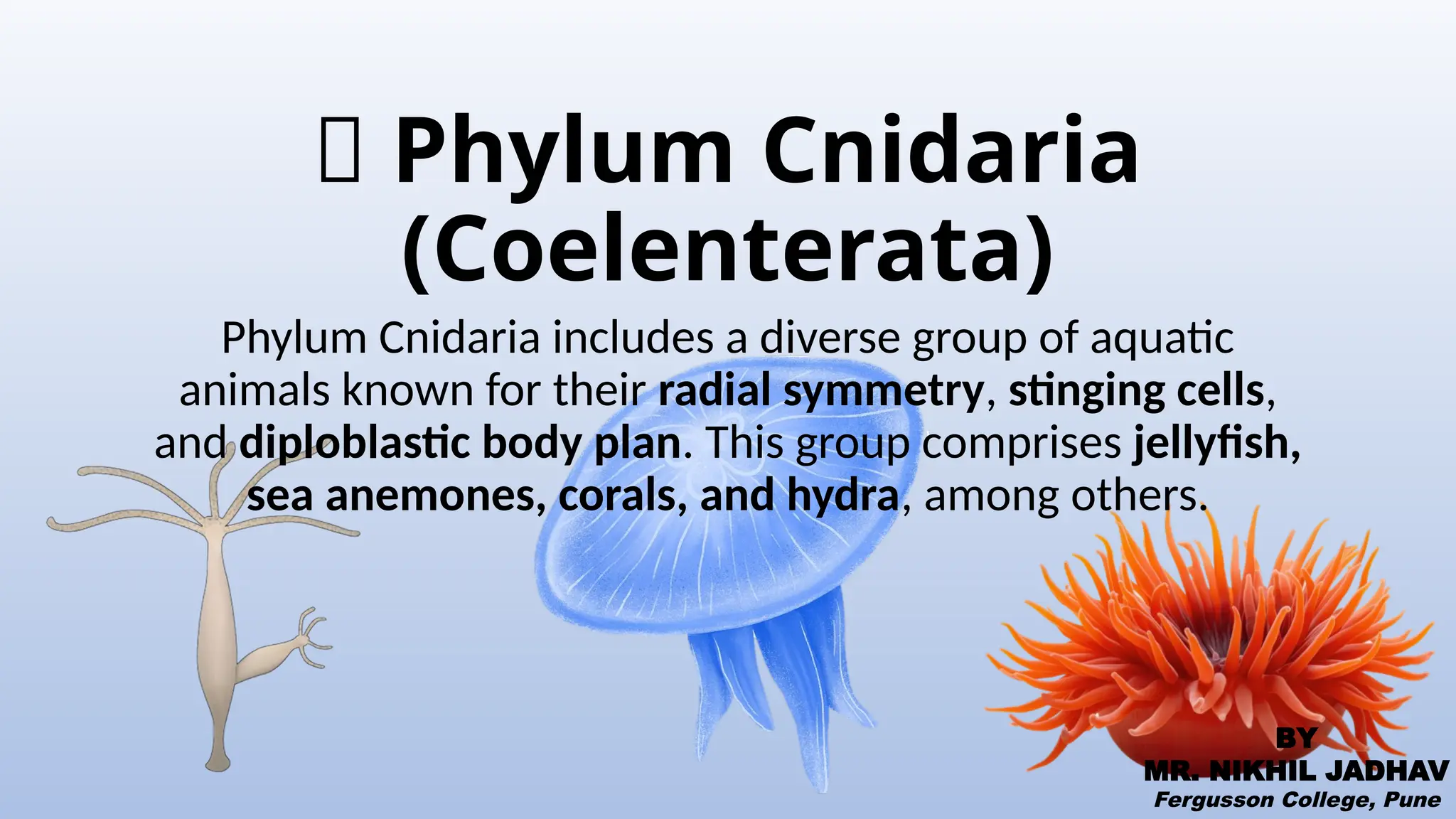 Study of animals from Cnidaria (Hydra, Aurelia, Sea anemone) and ...
