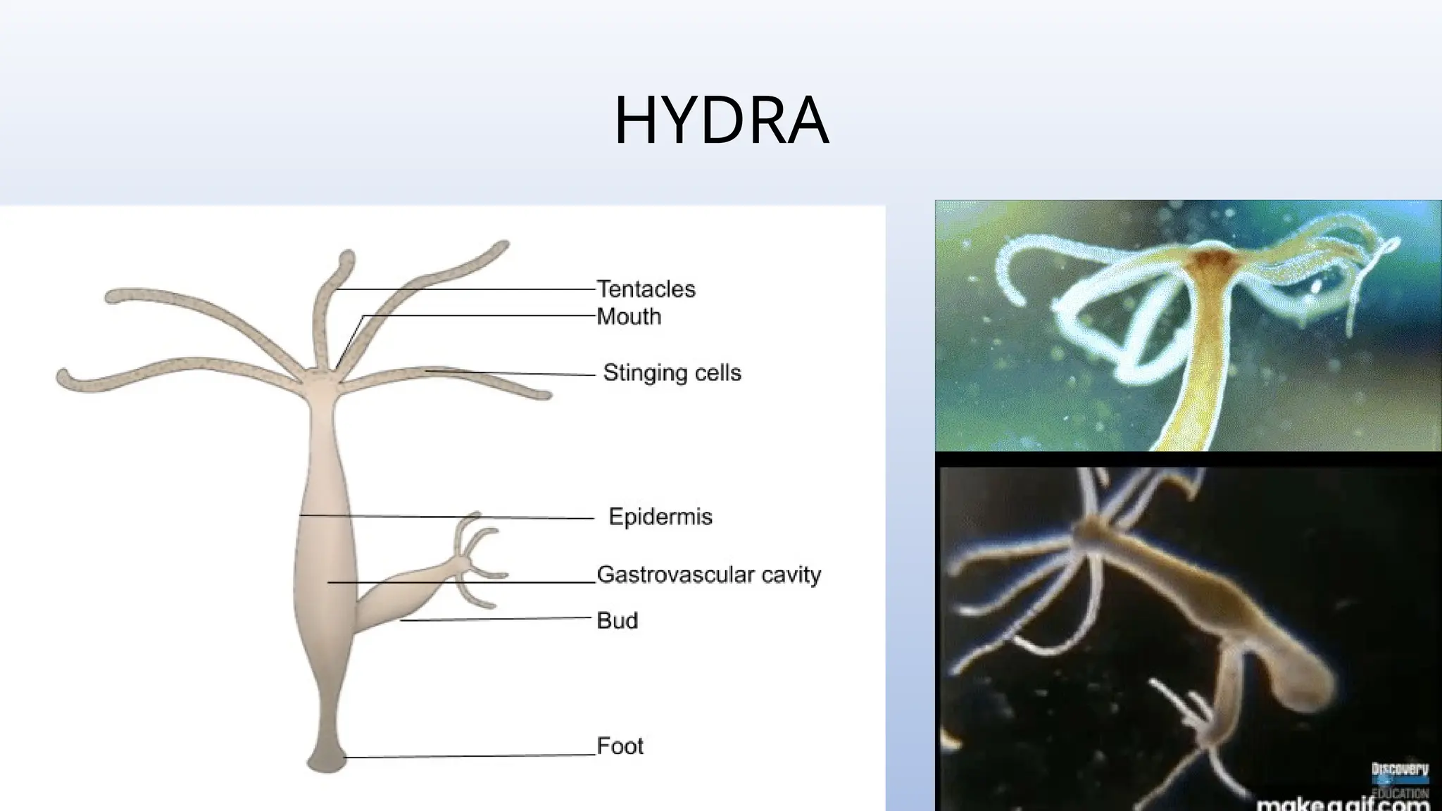 Study of animals from Cnidaria (Hydra, Aurelia, Sea anemone) and ...