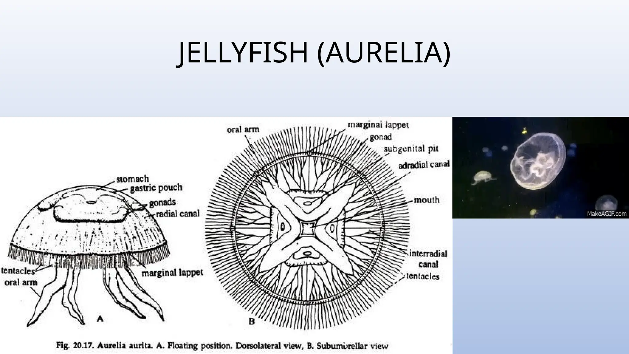 Study of animals from Cnidaria (Hydra, Aurelia, Sea anemone) and ...
