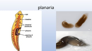 Study of animals from Cnidaria (Hydra, Aurelia, Sea anemone) and ...