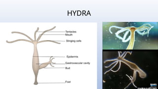 Study of animals from Cnidaria (Hydra, Aurelia, Sea anemone) and ...