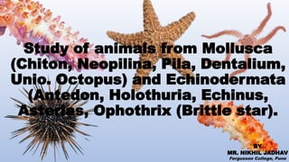 Study of animals from Mollusca (Chiton, Neopilina, Pila, Dentalium ...