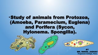 Study of animals from Protozoa, (Amoeba, Paramecium, Euglena) and ...