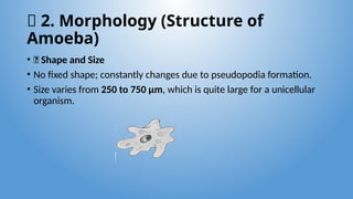 Study of animals from Protozoa, (Amoeba, Paramecium, Euglena) and ...
