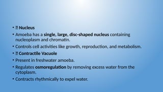 Study of animals from Protozoa, (Amoeba, Paramecium, Euglena) and ...