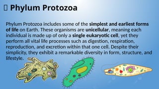 Study of animals from Protozoa, (Amoeba, Paramecium, Euglena) and ...