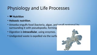 Study of animals from Protozoa, (Amoeba, Paramecium, Euglena) and ...