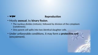 Study of animals from Protozoa, (Amoeba, Paramecium, Euglena) and ...