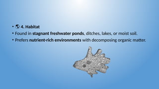 Study of animals from Protozoa, (Amoeba, Paramecium, Euglena) and ...