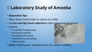 Study of animals from Protozoa, (Amoeba, Paramecium, Euglena) and ...