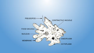 Study of animals from Protozoa, (Amoeba, Paramecium, Euglena) and ...