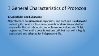Study of animals from Protozoa, (Amoeba, Paramecium, Euglena) and ...