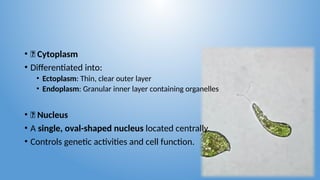 Study of animals from Protozoa, (Amoeba, Paramecium, Euglena) and ...