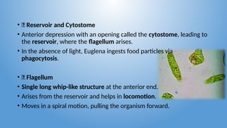 Study of animals from Protozoa, (Amoeba, Paramecium, Euglena) and ...