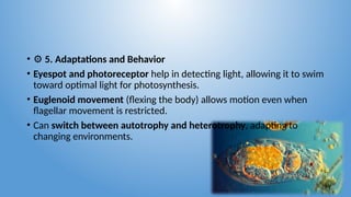 Study of animals from Protozoa, (Amoeba, Paramecium, Euglena) and ...