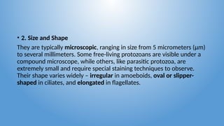 Study of animals from Protozoa, (Amoeba, Paramecium, Euglena) and ...