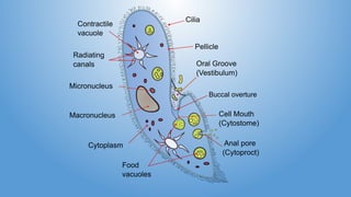 Study of animals from Protozoa, (Amoeba, Paramecium, Euglena) and ...