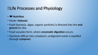 Study of animals from Protozoa, (Amoeba, Paramecium, Euglena) and ...