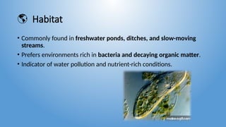 Study of animals from Protozoa, (Amoeba, Paramecium, Euglena) and ...