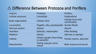 Study of animals from Protozoa, (Amoeba, Paramecium, Euglena) and ...