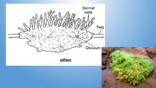 Study of animals from Protozoa, (Amoeba, Paramecium, Euglena) and ...