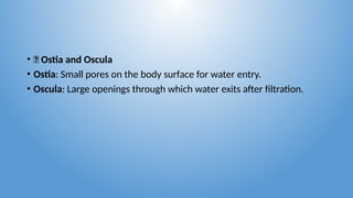 Study of animals from Protozoa, (Amoeba, Paramecium, Euglena) and ...