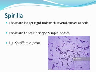 Spirilla Bacteria Examples