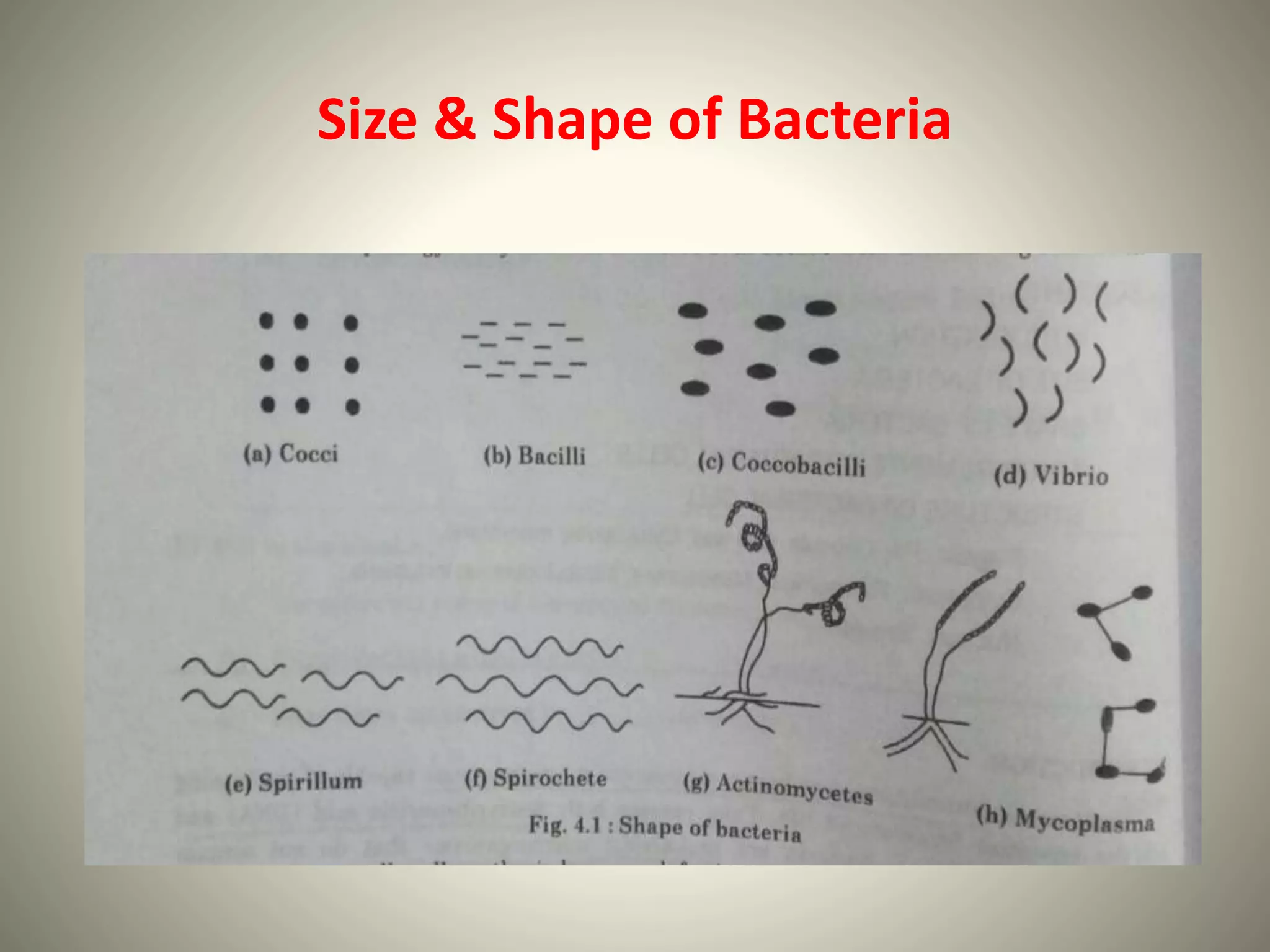 Study of bacteria | PPTX