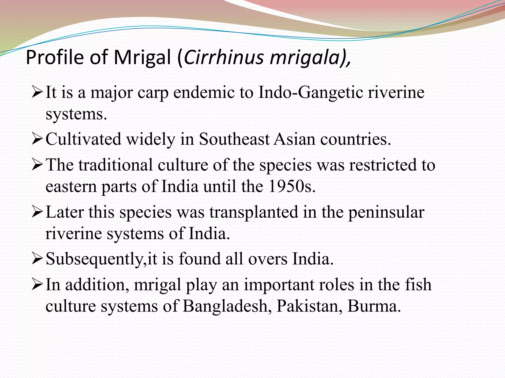 Study of Cirrhinus mrigala | PPTX