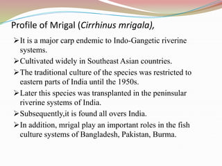Study of Cirrhinus mrigala | PPTX