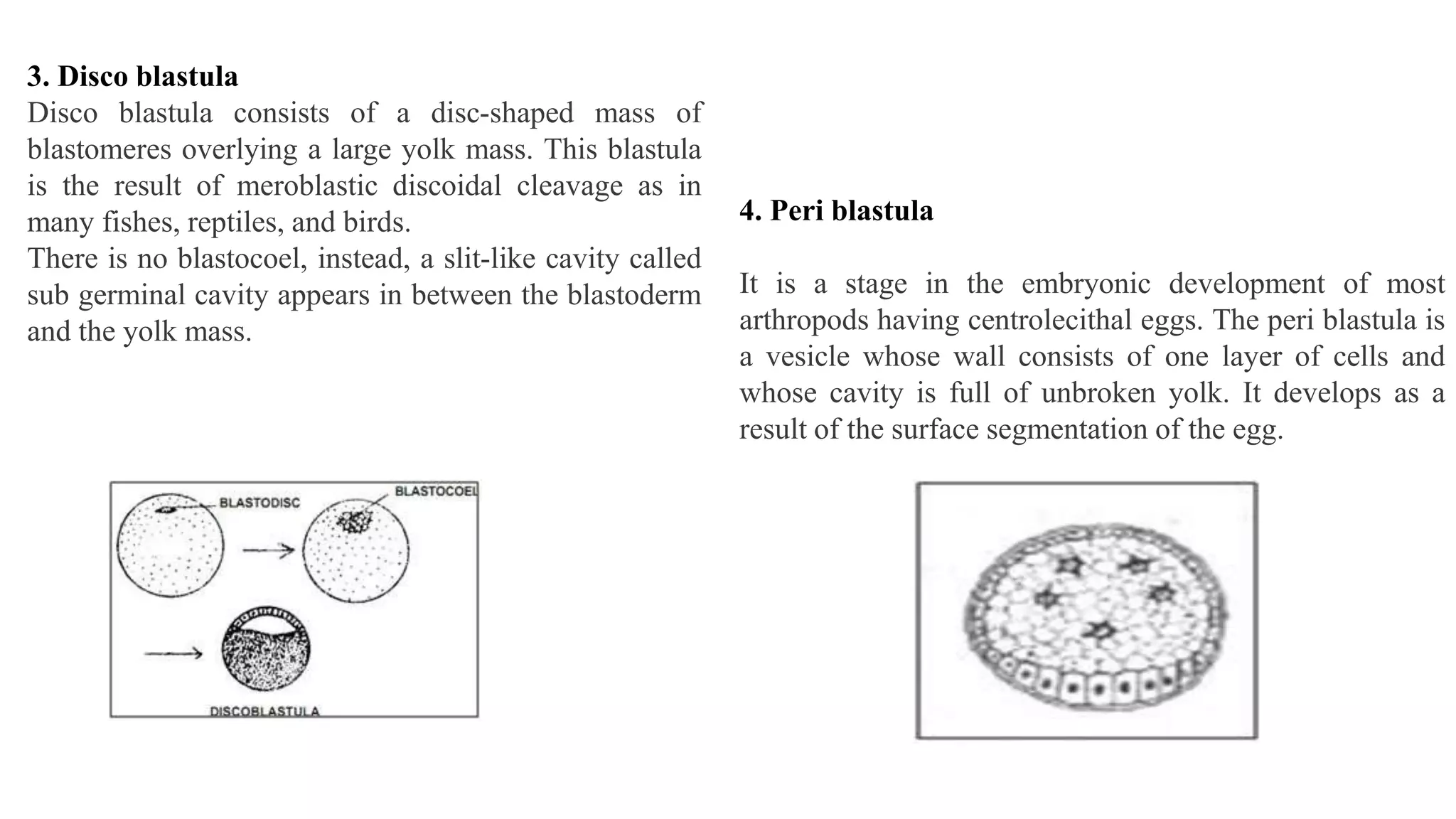 STUDY OF CLEAVAGE BLASTULA, GASTRULA.pptx