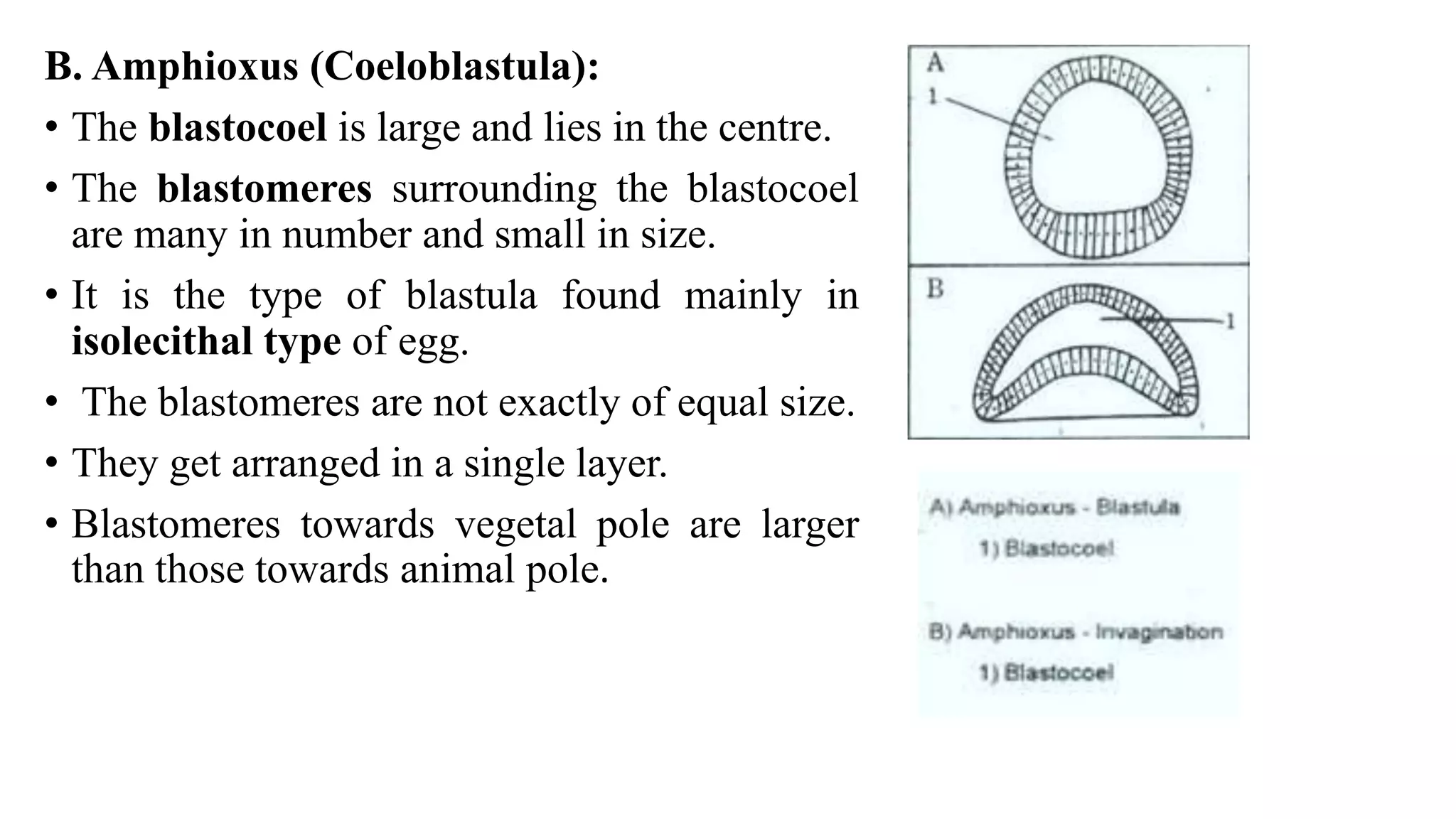STUDY OF CLEAVAGE BLASTULA, GASTRULA.pptx