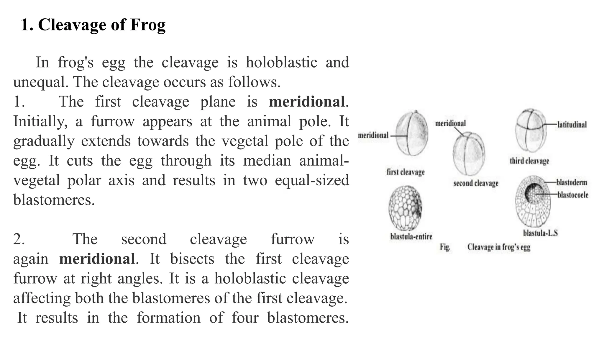 STUDY OF CLEAVAGE BLASTULA, GASTRULA.pptx