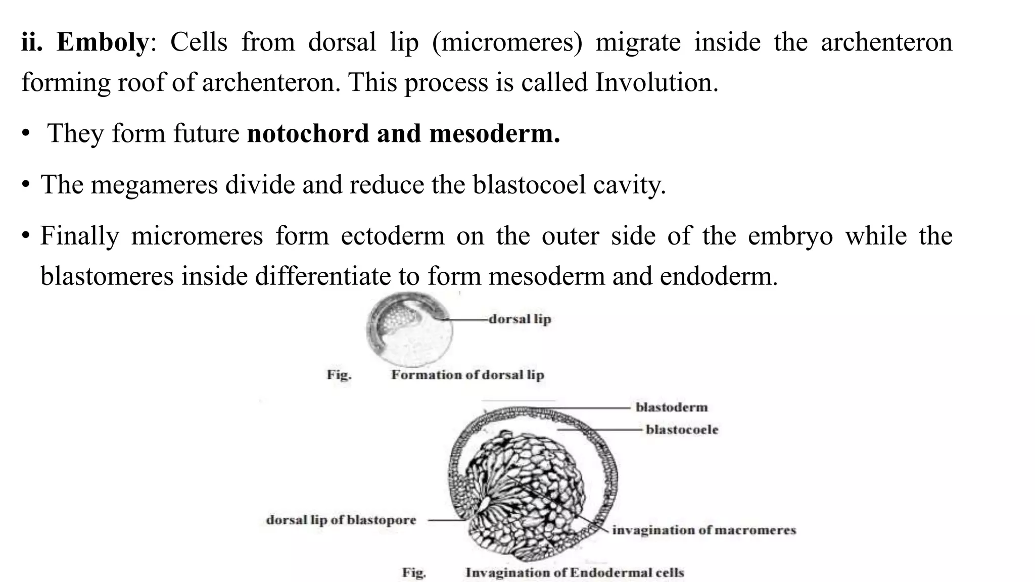 STUDY OF CLEAVAGE BLASTULA, GASTRULA.pptx