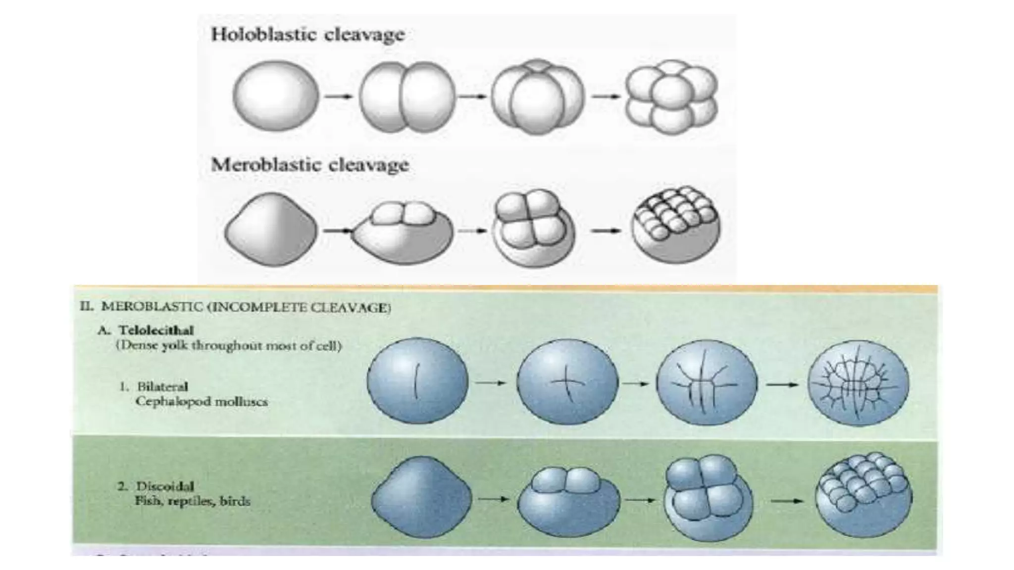 STUDY OF CLEAVAGE BLASTULA, GASTRULA.pptx | Geography | Science