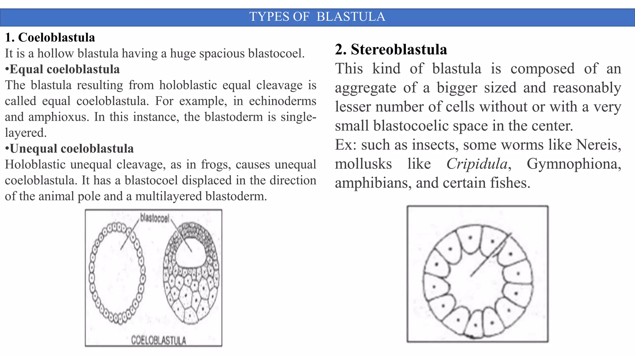 STUDY OF CLEAVAGE BLASTULA, GASTRULA.pptx