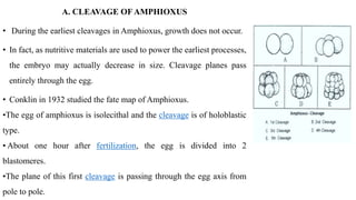 STUDY OF CLEAVAGE BLASTULA, GASTRULA.pptx