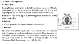 STUDY OF CLEAVAGE BLASTULA, GASTRULA.pptx