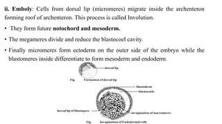 STUDY OF CLEAVAGE BLASTULA, GASTRULA.pptx