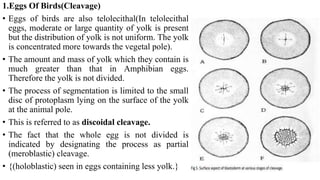 STUDY OF CLEAVAGE BLASTULA, GASTRULA.pptx