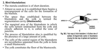 STUDY OF CLEAVAGE BLASTULA, GASTRULA.pptx | Geography | Science