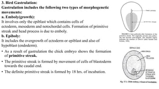 STUDY OF CLEAVAGE BLASTULA, GASTRULA.pptx