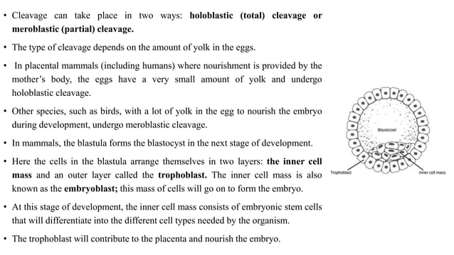 STUDY OF CLEAVAGE BLASTULA, GASTRULA.pptx | Geography | Science