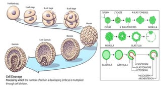 STUDY OF CLEAVAGE BLASTULA, GASTRULA.pptx